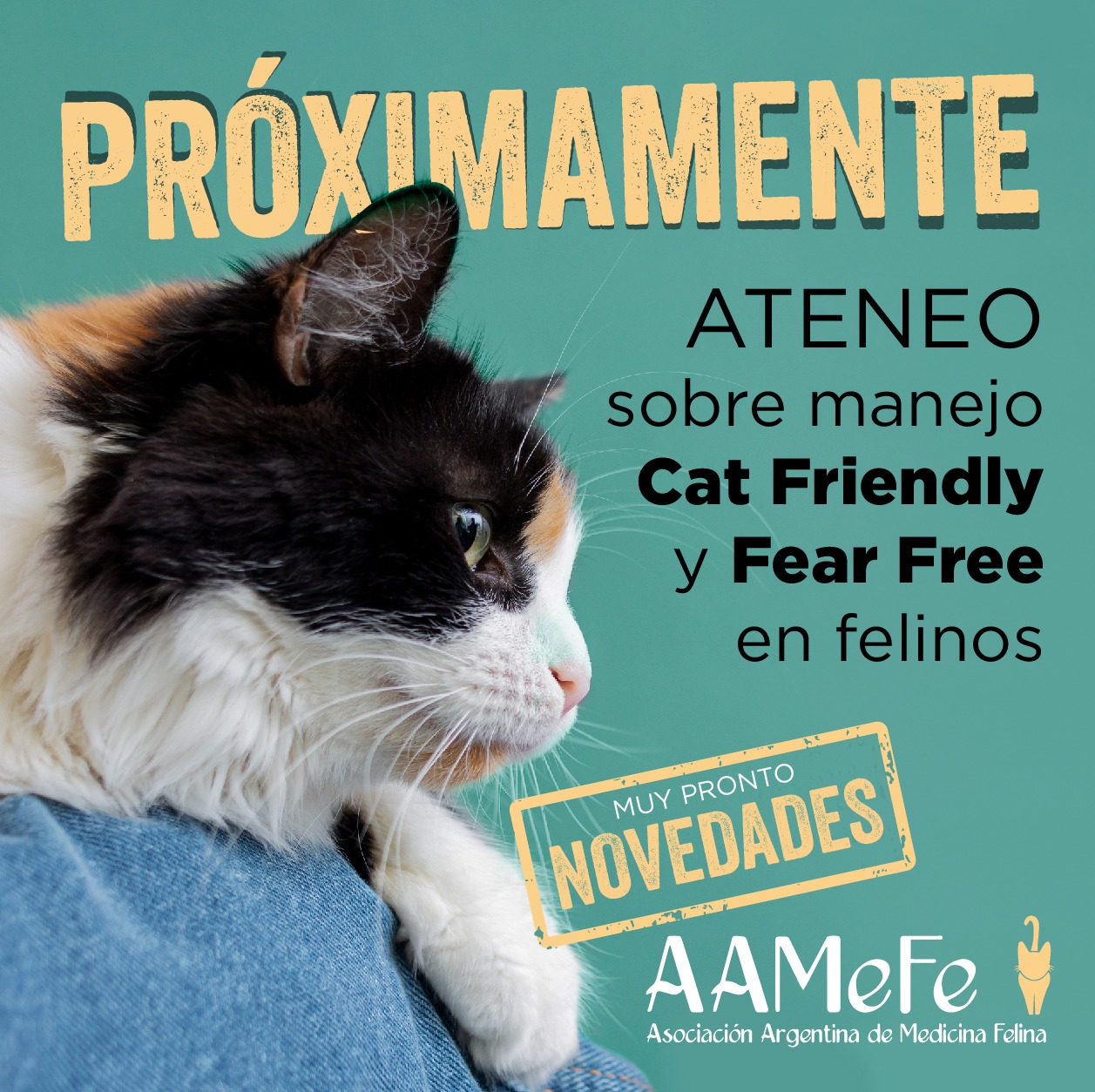 CAT FRIENDLY FEAR FREE PROXIMAMENTE – Aamefe