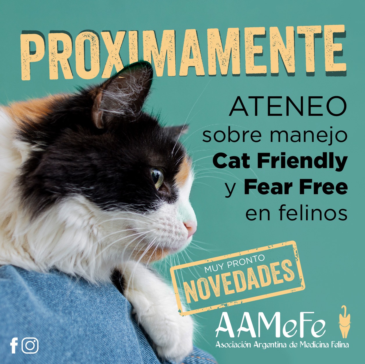 CAT FRIENDLY FEAR FREE PROXIMAMENTE – Aamefe
